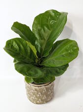 Kalamazoo Green Plants for Delivery | VanderSalm's Garden Center