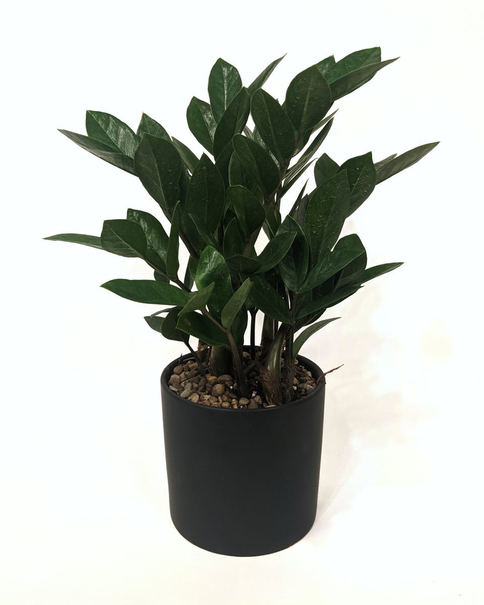 Table Top ZZ Plant | VanderSalm's Garden Center Kalamazoo
